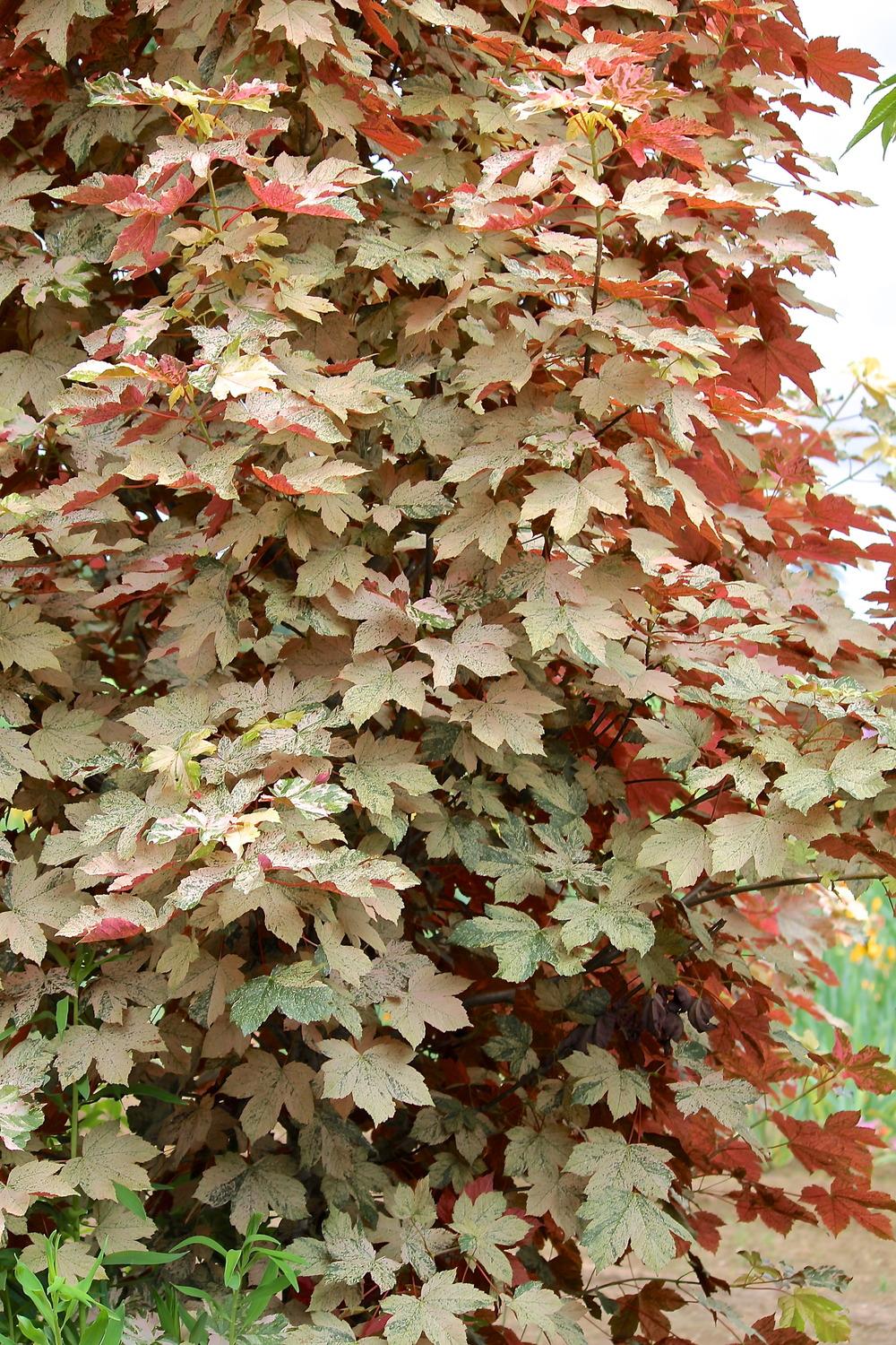 Photo of the leaves of Variegated Sycamore Maple (Acer pseudoplatanus ...