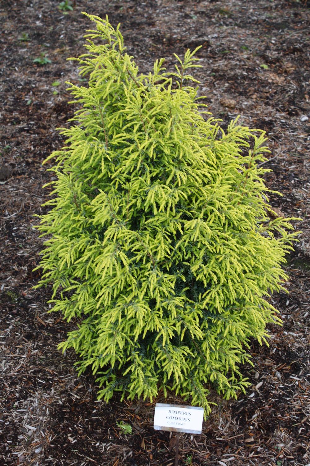 Juniper (Juniperus communis 'Gold Cone') - Garden.org
