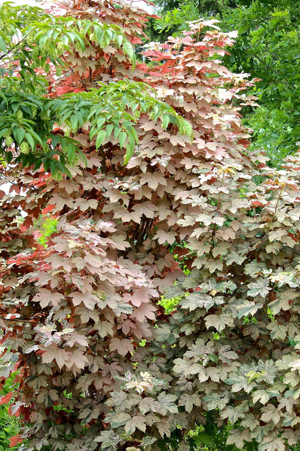 Photo of the leaves of Variegated Sycamore Maple (Acer pseudoplatanus ...