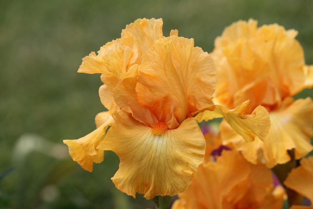 Tall Bearded Iris (Iris 'Mango Passion') in the Irises Database - Garden.org