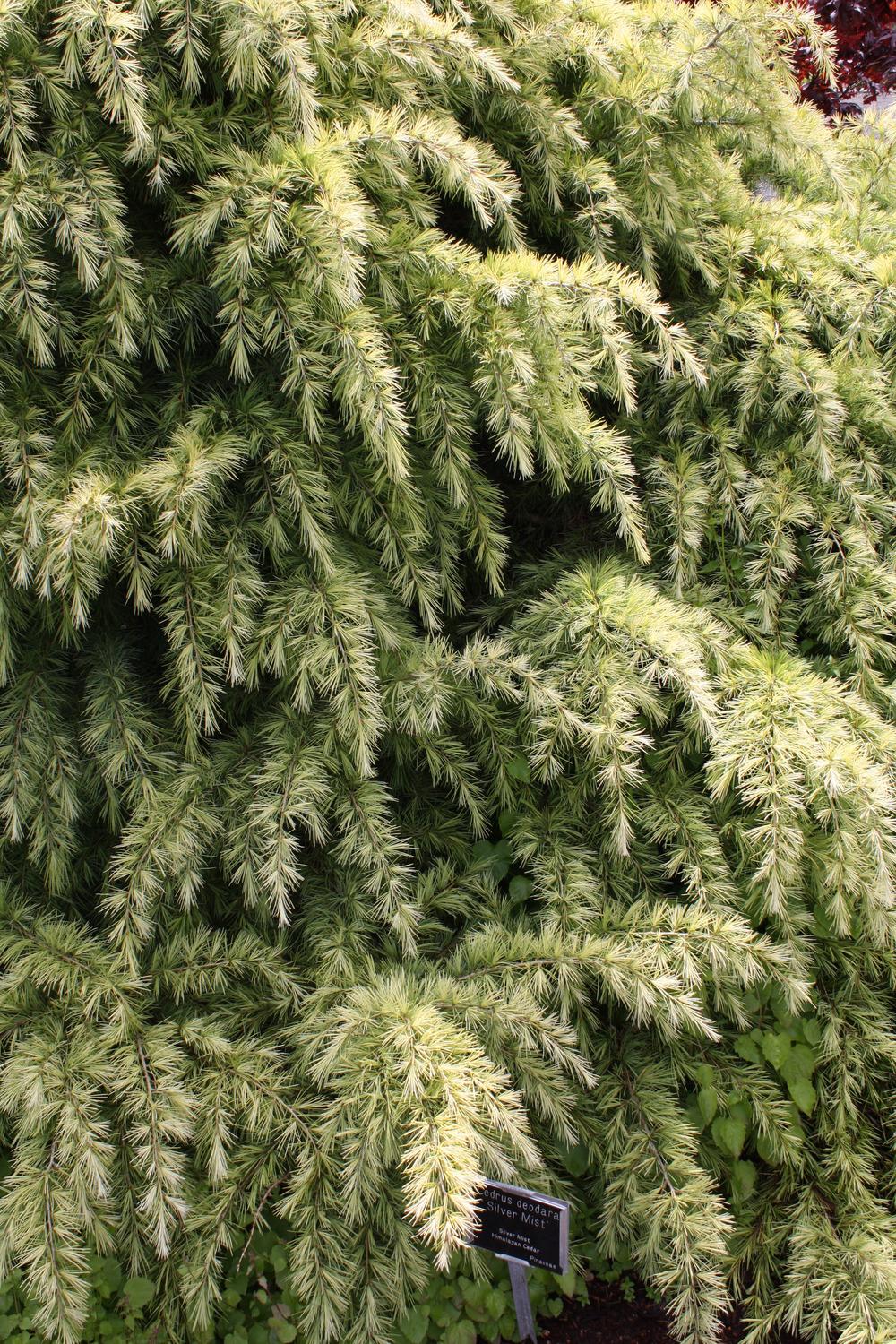 Deodar Cedar (Cedrus deodara 'Silver Mist') - Garden.org