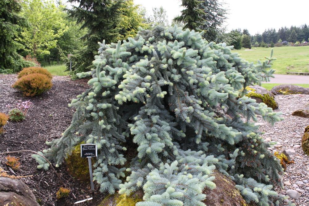 Photo of the bloom of Blue Spruce (Picea pungens 'Glauca Prostrata ...