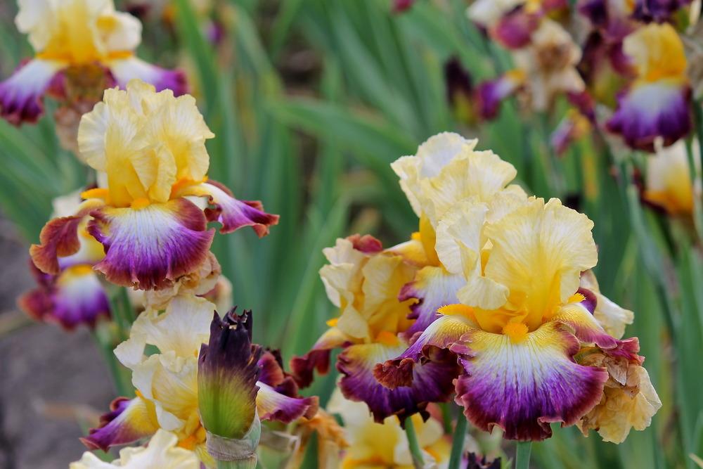 Photo of the bloom of Tall Bearded Iris (Iris 'Rainbow High') posted by ...