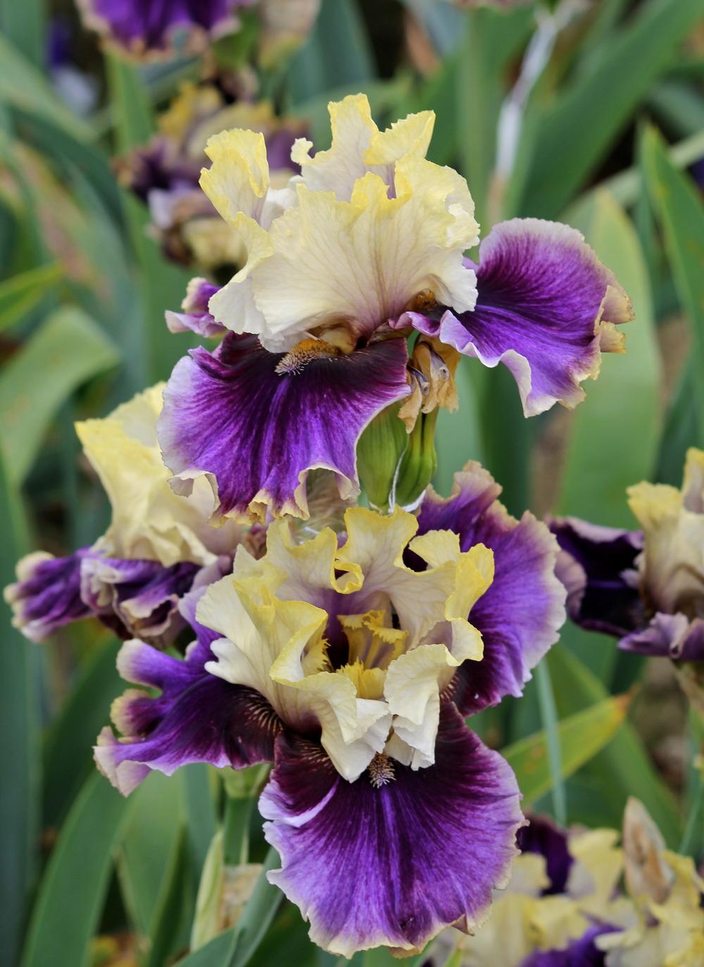 Tall Bearded Iris (Iris 'Let's Romp') in the Irises Database - Garden.org