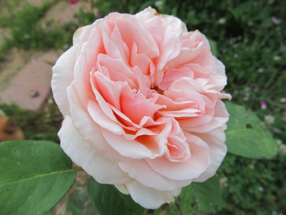 Rose (Rosa 'Antico Amore') in the Roses Database - Garden.org