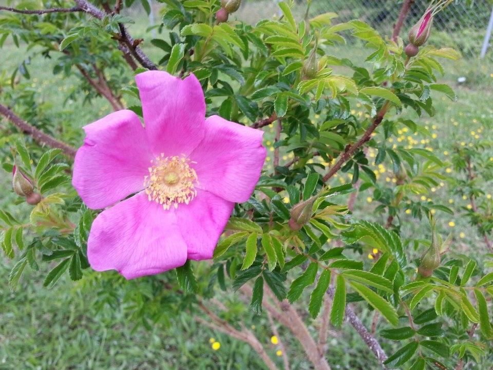 Rose (Rosa 'Corylus') in the Roses Database - Garden.org