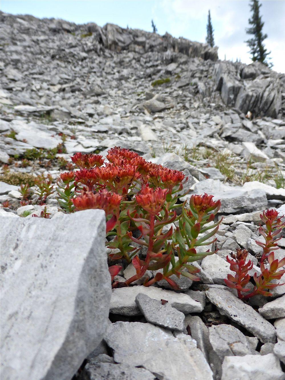 Roseroot (Rhodiola integrifolia subsp. integrifolia) - Garden.org