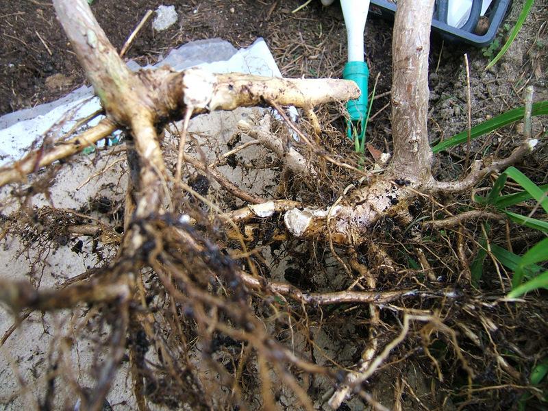Photo of the roots of Panicle Hydrangea (Hydrangea paniculata Limelight ...