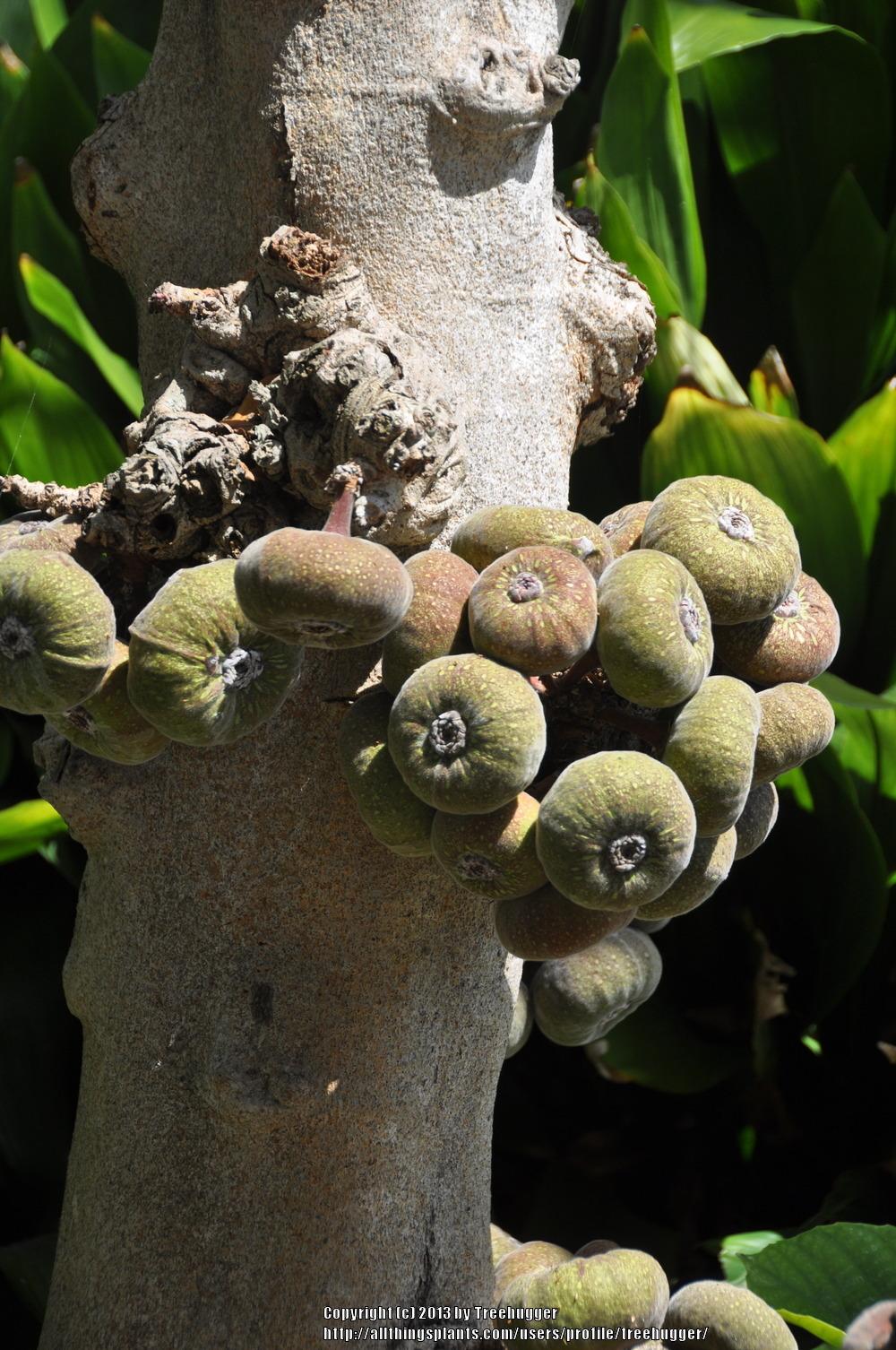 Photo of the fruit of Roxburgh Fig (Ficus auriculata) posted by ...