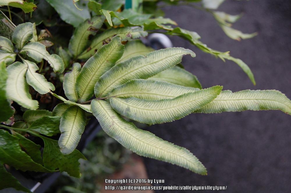 Photo of the leaves of Bird's Foot Fern (Pteris parkeri) posted by ...