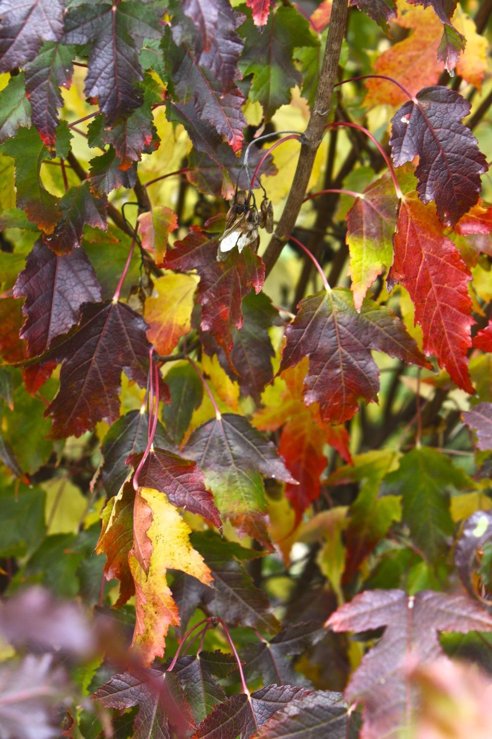 Amur Maple (Acer tataricum subsp. ginnala 'Flame') - Garden.org