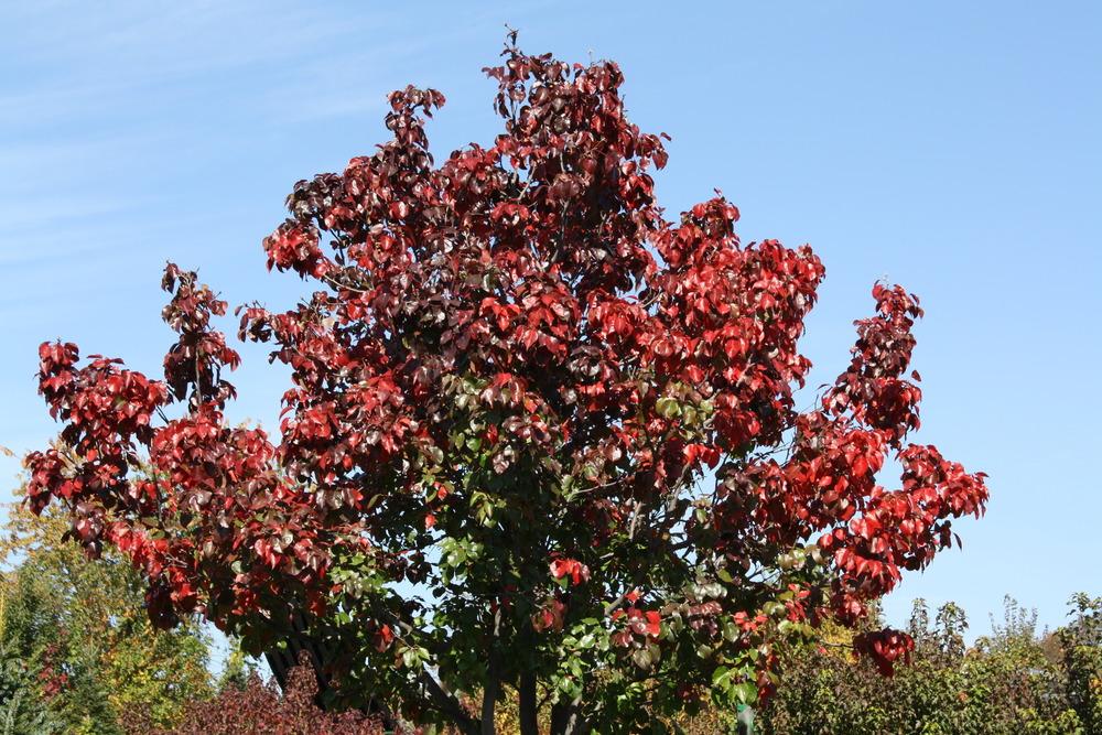 Callery Pear (Pyrus calleryana 'Autumn Blaze') in the Pears Database ...