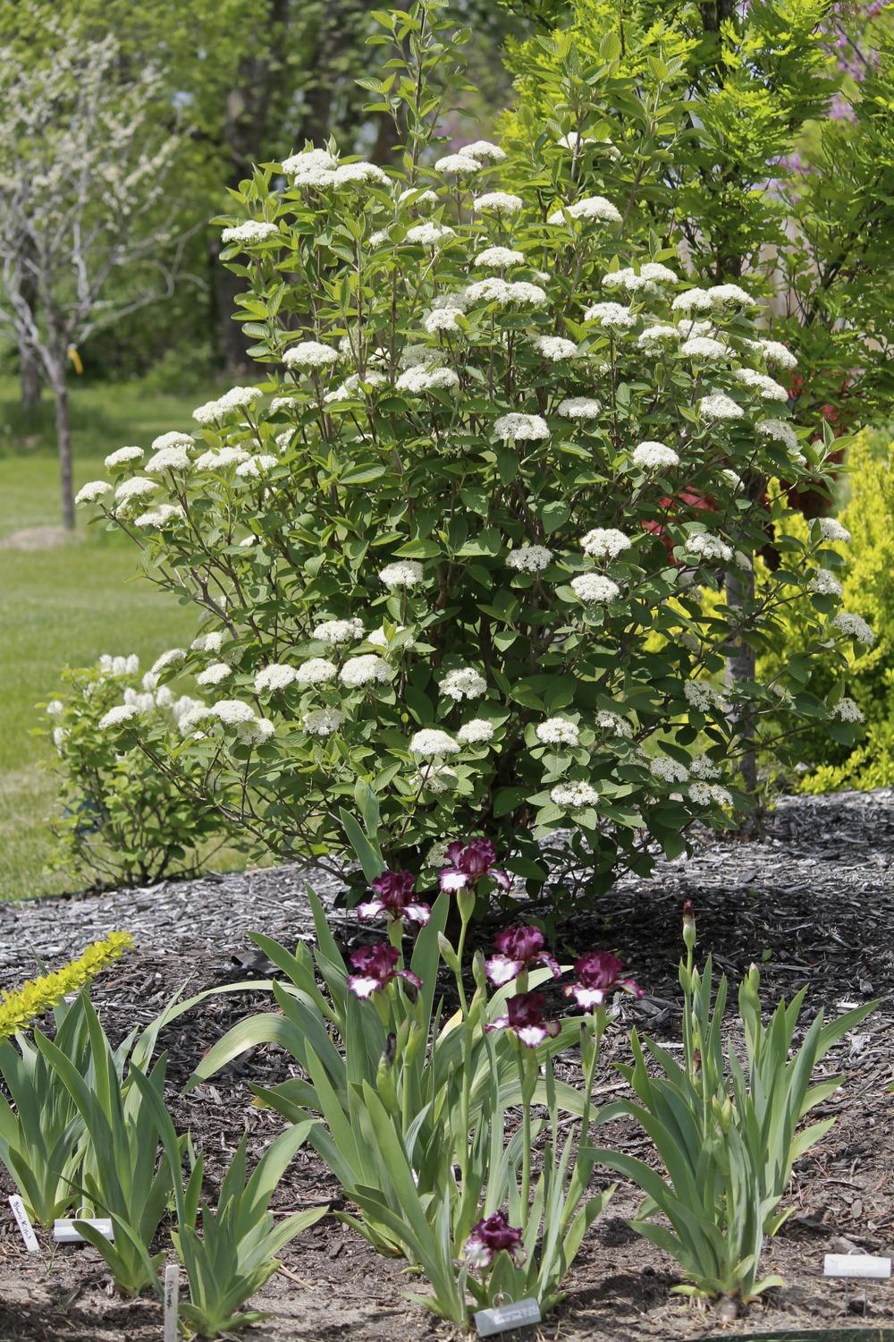 Photo of the entire plant of Wayfaring Tree (Viburnum lantana) posted ...