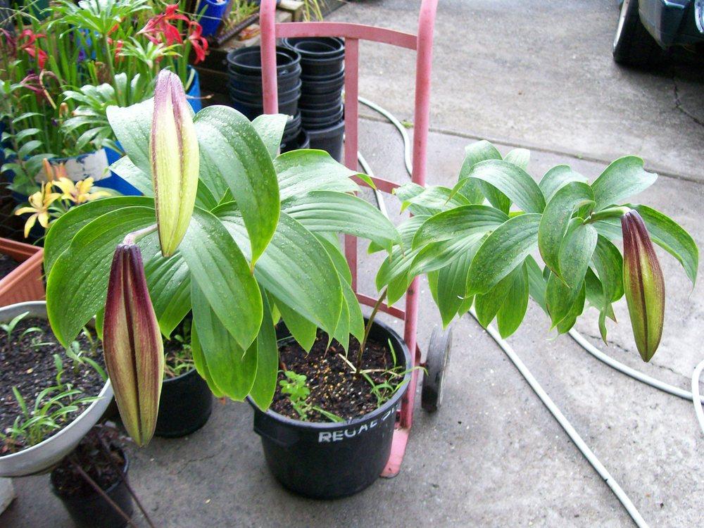 Photo of the entire plant of Lily (Lilium 'Kushi Maya') posted by ...