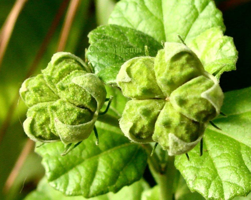 Photo of the seed pods or heads of Yellow Mallow (Pavonia praemorsa ...