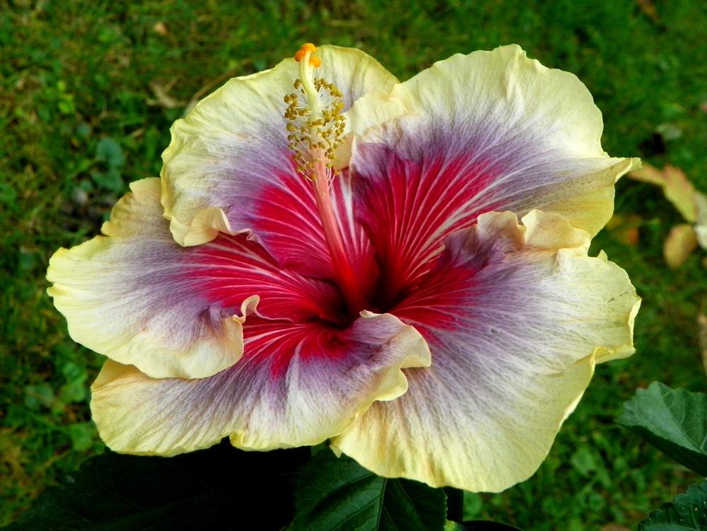 Tropical Hibiscus (Hibiscus rosa-sinensis 'Rock and Roll') in the ...
