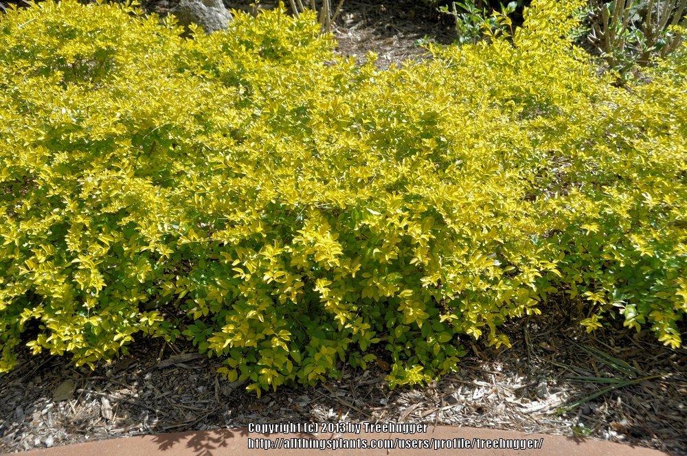 Photo of the entire plant of Golden Dew Drop (Duranta erecta 'Gold ...