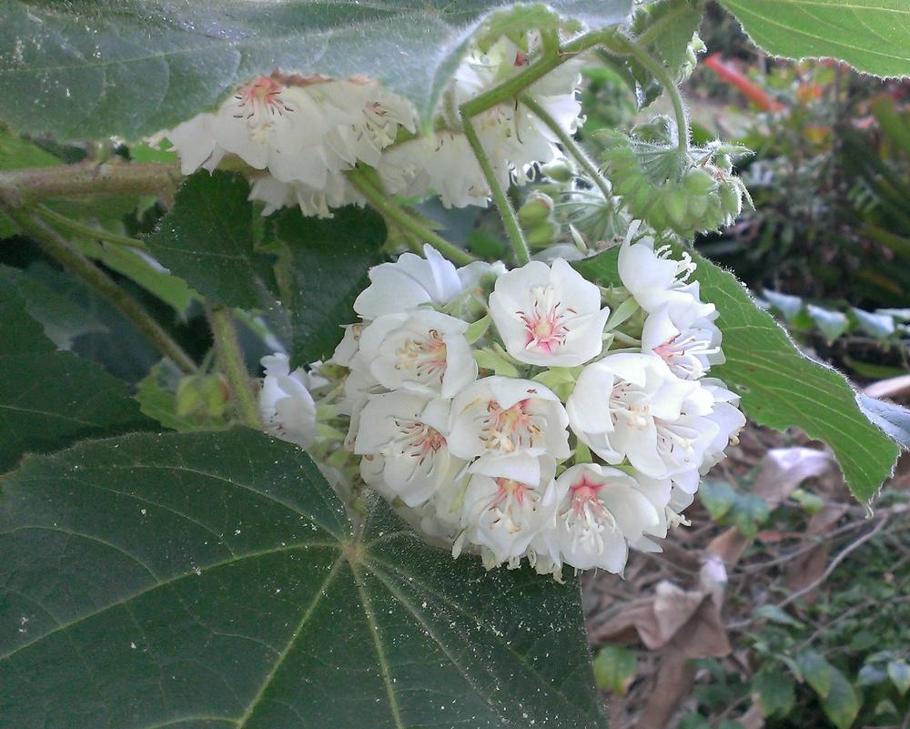 Tropical Hydrangea (Dombeya burgessiae) - Garden.org