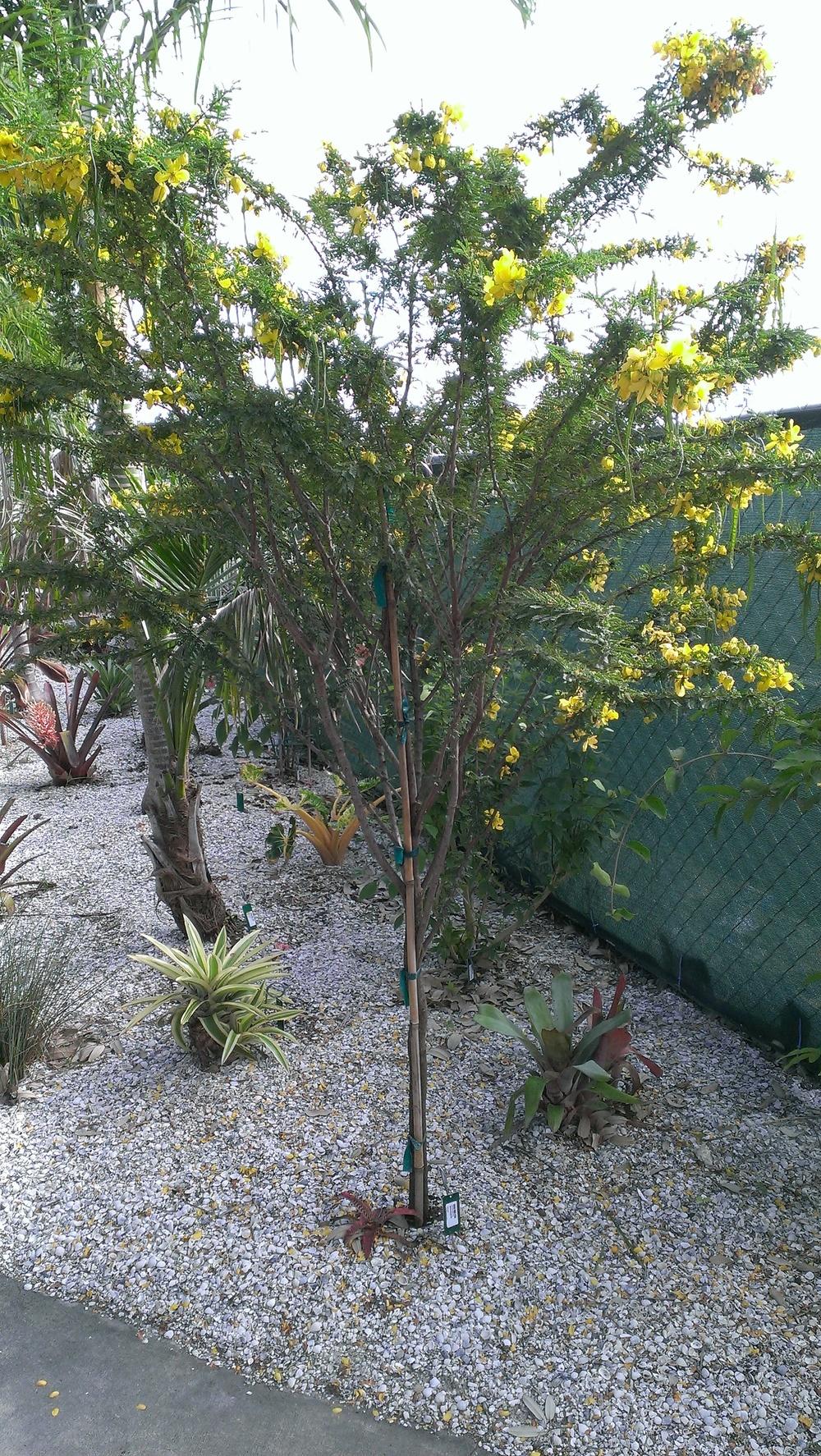 Photo of the entire plant of Desert Cassia (Senna polyphylla) posted by ...