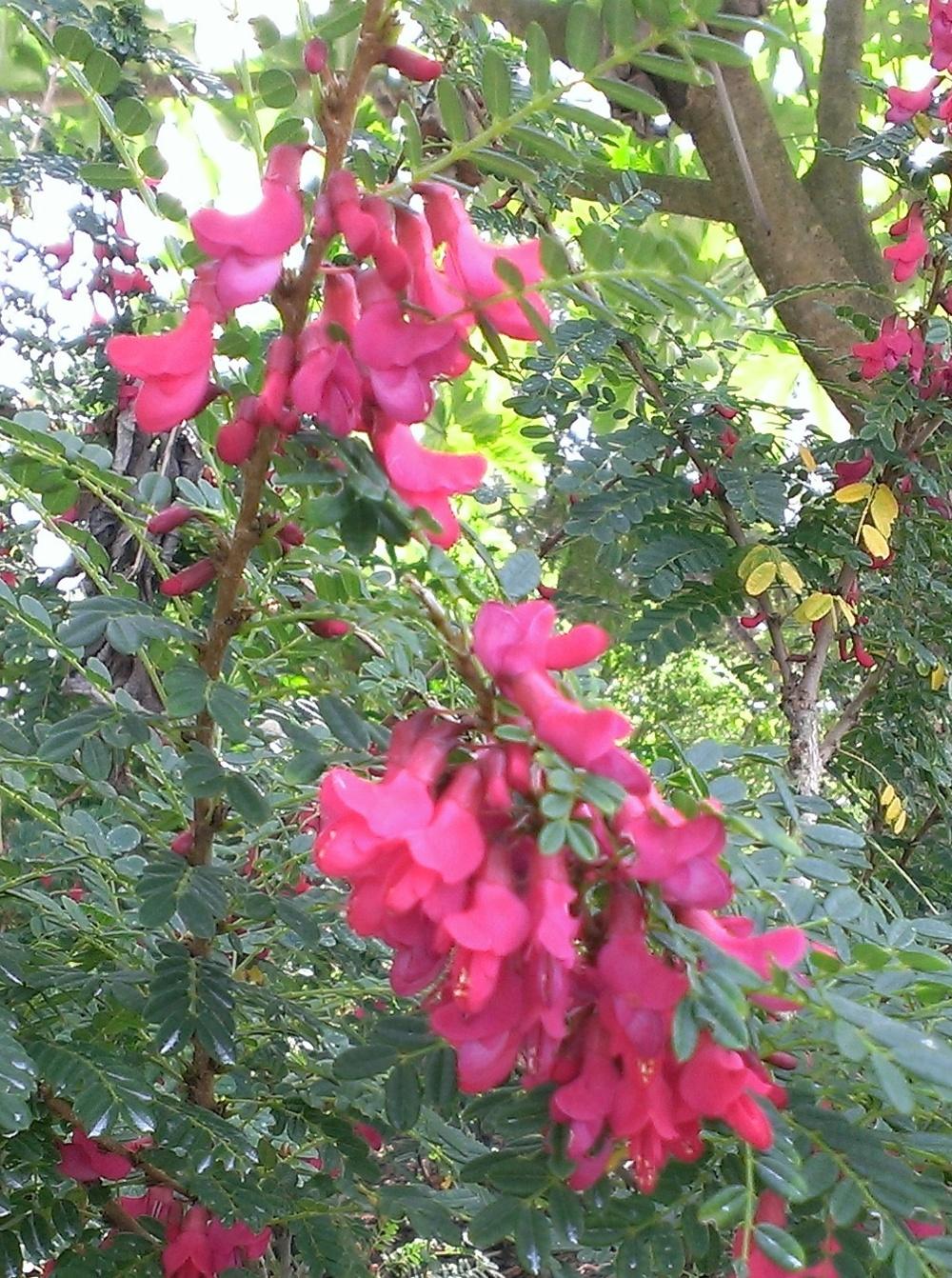 Photo of the bloom of Caribwood (Poitea carinalis) posted by Dutchlady1 ...