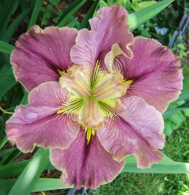 Louisiana Iris (Iris 'Prix d'Elegance') in the Irises Database - Garden.org