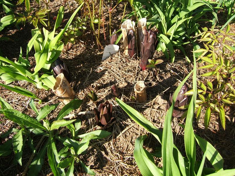Purple Prince lily tree? in the Lilies forum - Garden.org