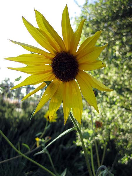 California Sunflower (Helianthus californicus) - Garden.org