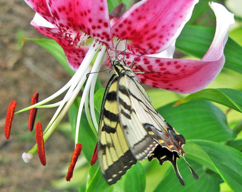 Photo of the bloom of Rubrum Lily (Lilium speciosum var. speciosum ...