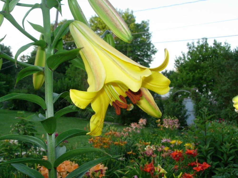 Purple Prince lily tree? in the Lilies forum - Garden.org