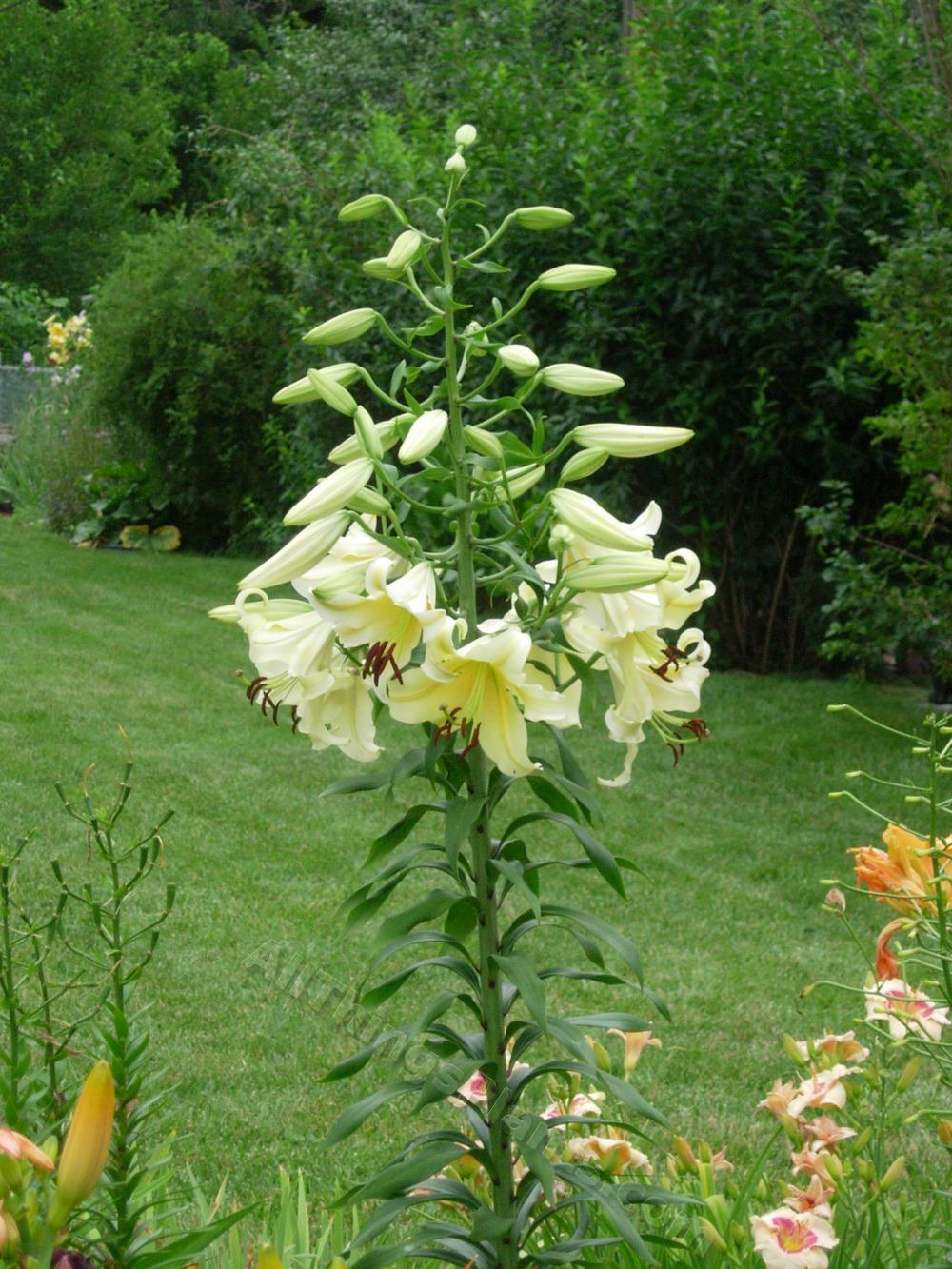 Purple Prince lily tree? in the Lilies forum - Garden.org