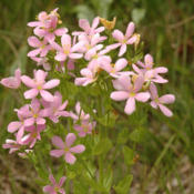 Photo of the entire plant of Rosepink (Sabatia angularis) posted by ...