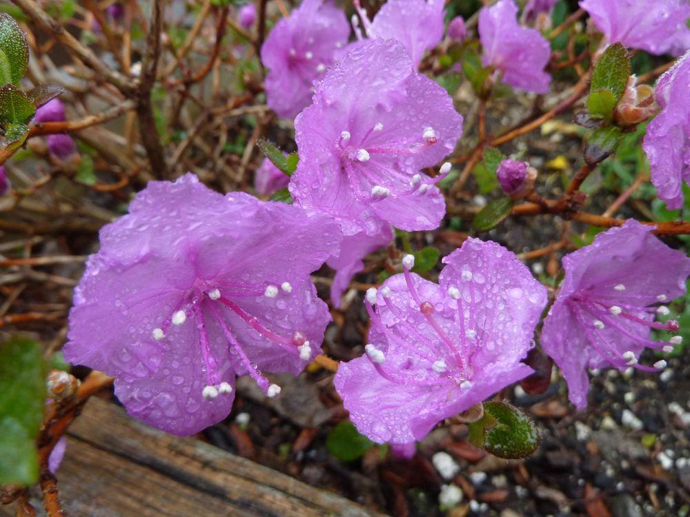 Korean Rhododendron (Rhododendron mucronulatum 'Crater's Edge') in the ...