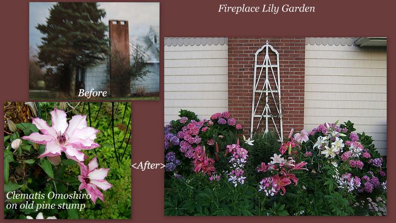 Purple Prince lily tree? in the Lilies forum - Garden.org