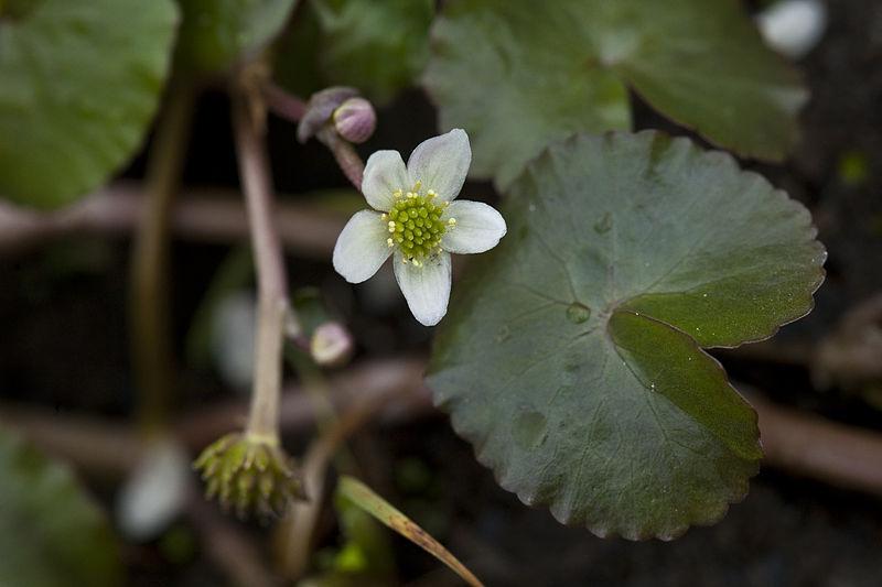 Floating Marsh Marigold (Caltha natans) - Garden.org