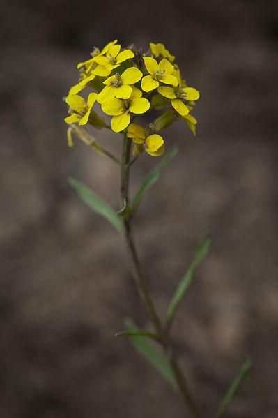 Golden Draba (Draba aurea) - Garden.org