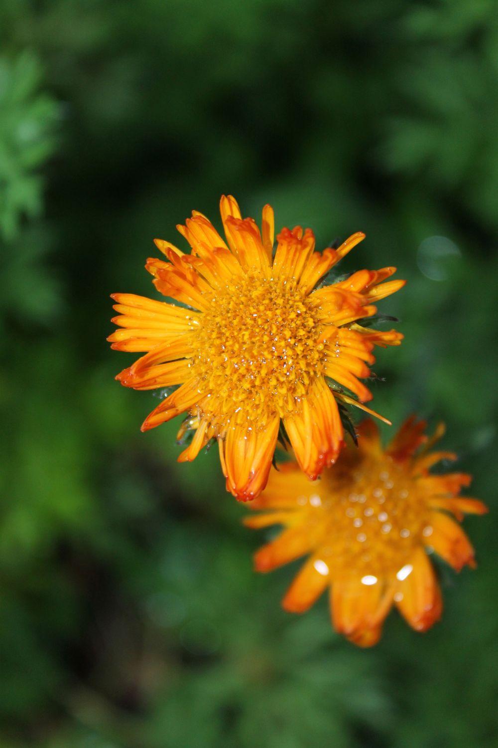 Double Orange Daisy (Erigeron aurantiacus) - Garden.org