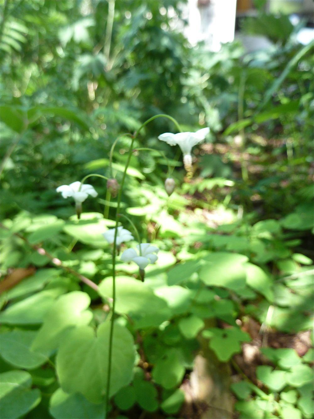Photo of the bloom of Northern Inside-Out Flower (Vancouveria hexandra ...