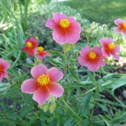 Rock Rose (Helianthemum 'Ben Ledi') - Garden.org