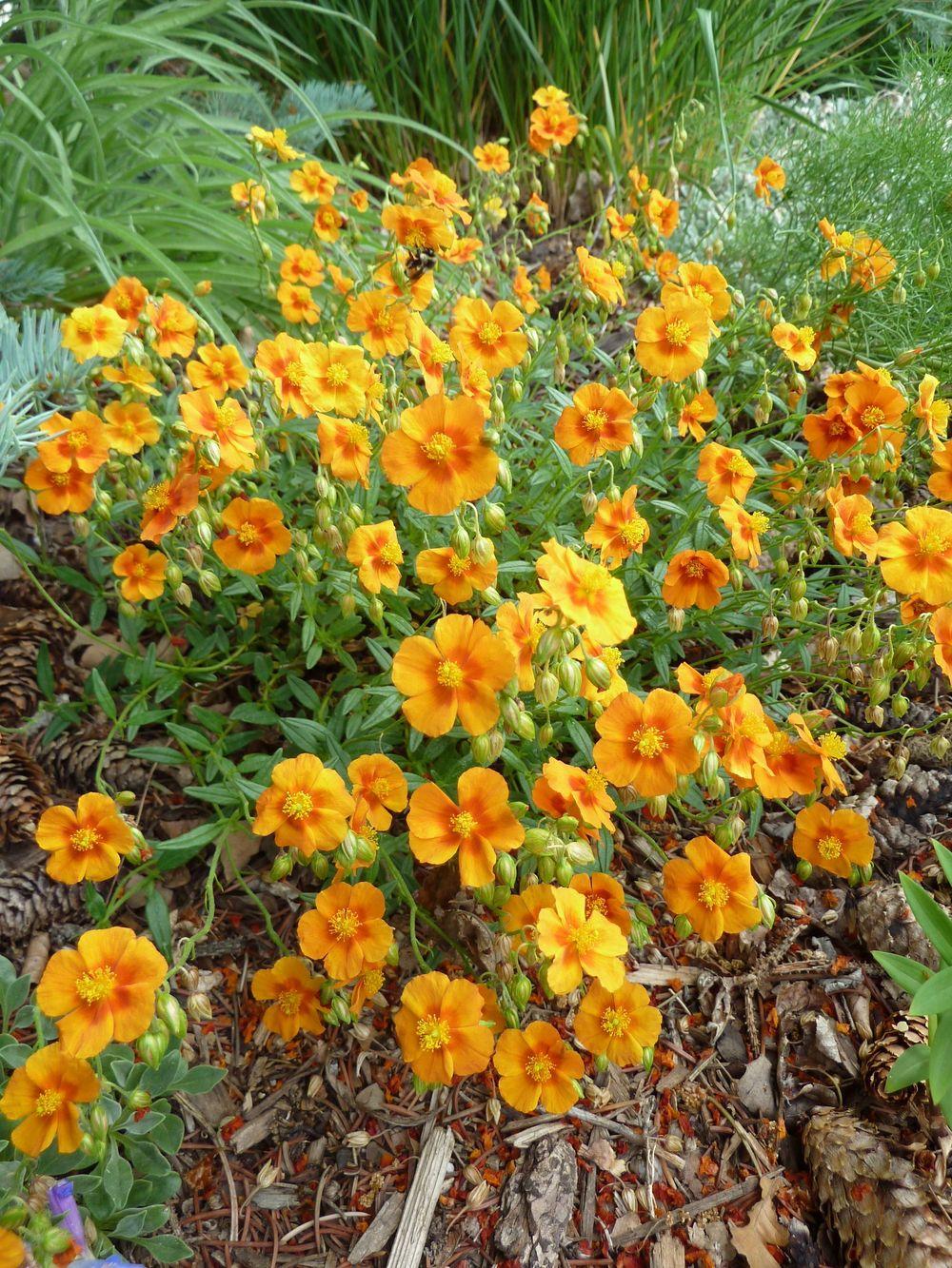 Photo of the entire plant of Rock Rose (Helianthemum nummularium 'Ben ...