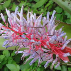 Photo of the entire plant of Bromeliad (Portea alatisepala) posted by ...