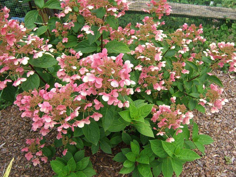 Photo of the entire plant of Late Panicle Hydrangea (Hydrangea ...