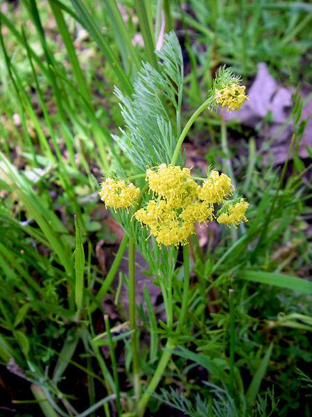 Bradshaw’s Lomatium (Lomatium bradshawii) - Garden.org