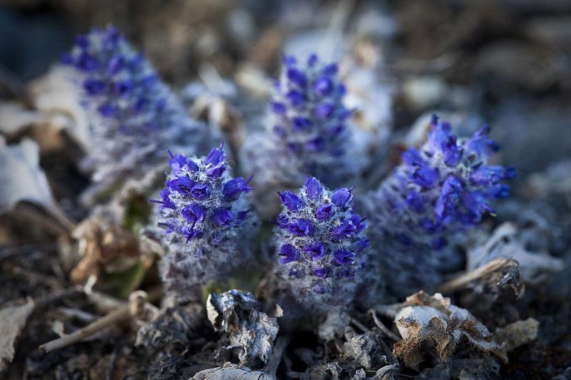 Kitten Tails (Synthyris borealis) - Garden.org