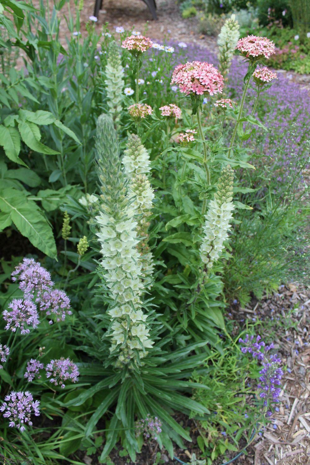 Photo of the entire plant of Yellow Bellflower (Campanula thyrsoides ...