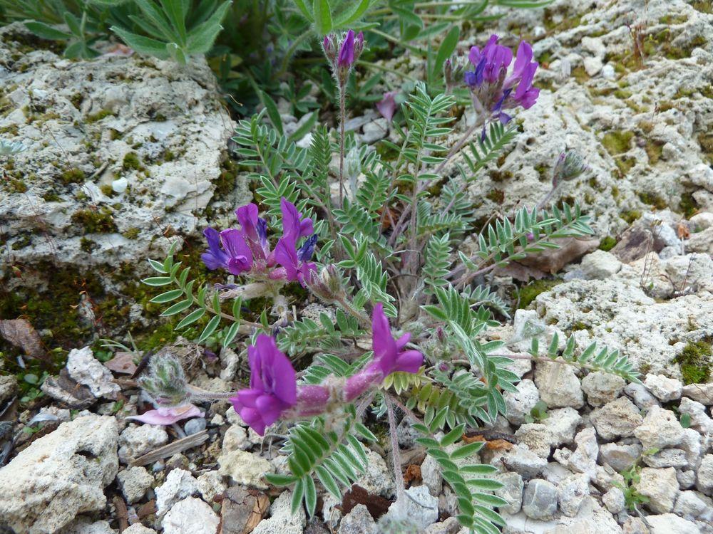 Locoweed (Oxytropis megalantha) - Garden.org