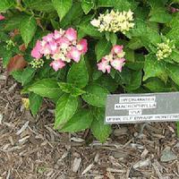 Photo of the entire plant of Mophead Hydrangea (Hydrangea macrophylla ...