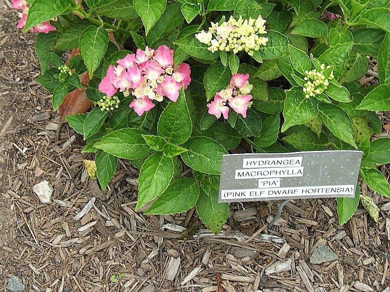 Photo of the entire plant of Mophead Hydrangea (Hydrangea macrophylla Pink Elf®) posted by pirl ...