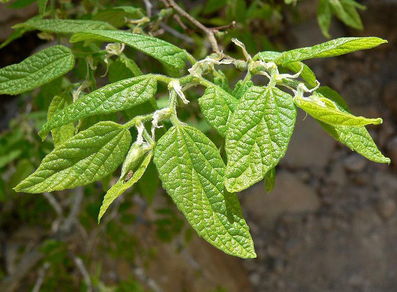 Netleaf Hackberry (Celtis laevigata var. reticulata) - Garden.org