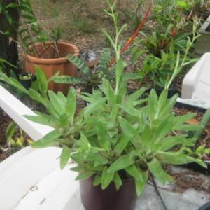 Powdery Strap Airplant (Catopsis berteroniana) - Garden.org