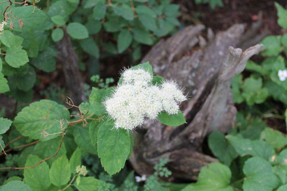 Birch-Leaved Spiraea (Spiraea betulifolia var. lucida) in the Spiraeas ...